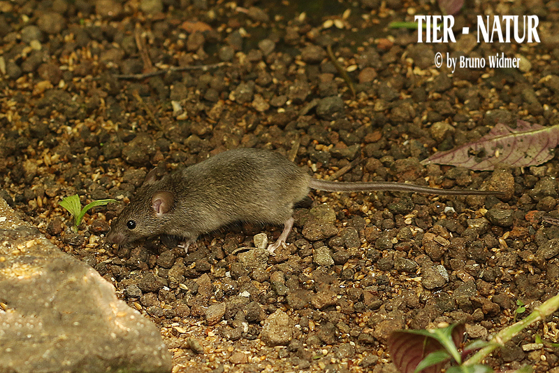 Feldmaus, (Microtus arvalis)