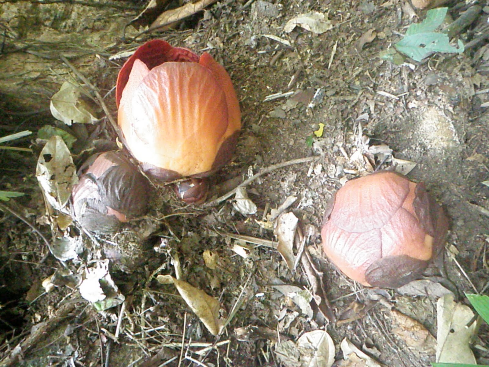 Roots: Rafflesia in Ulu Geroh, Gopeng 9thFeb2011