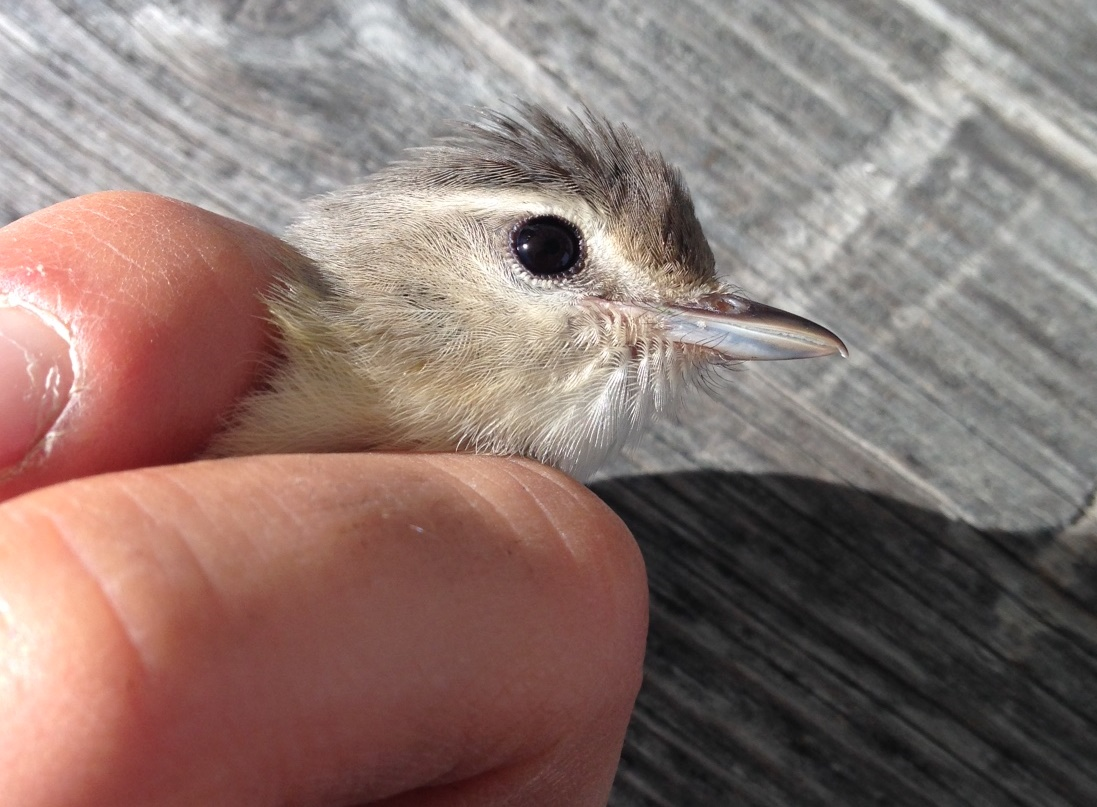 Bird Banding in Saskatchewan