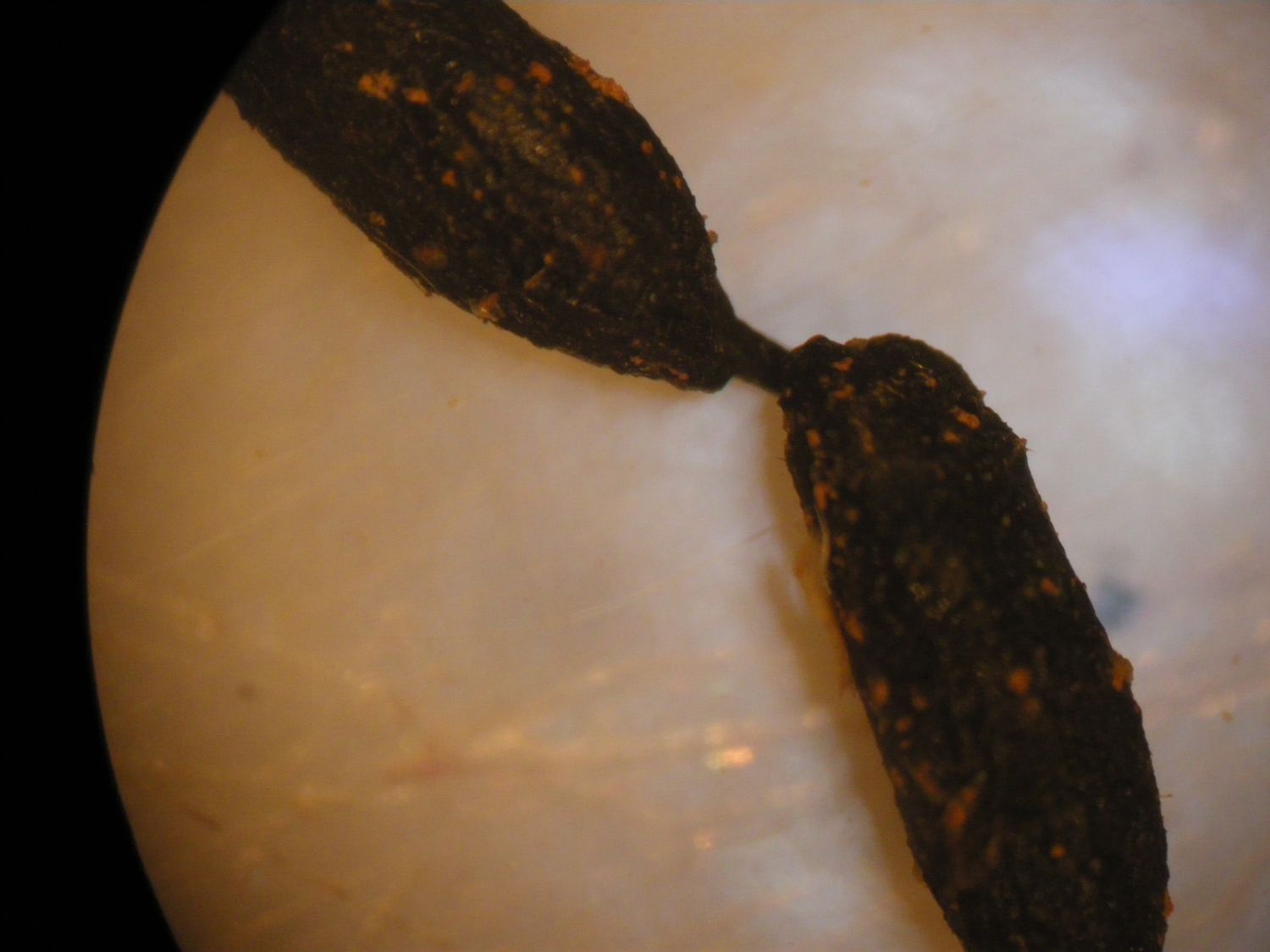 Club sciences du collège de La Pacaudière: janvier 2012