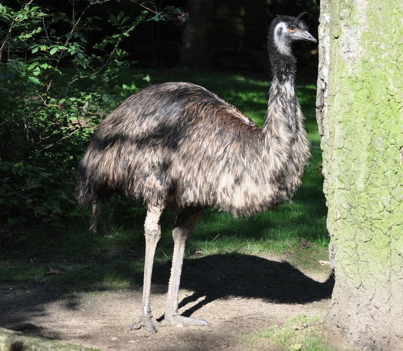 ZOOTOGRAFIANDO (6.100 ANIMALS): EMÚ / COMMON EMU (Dromaius novaehollandiae)