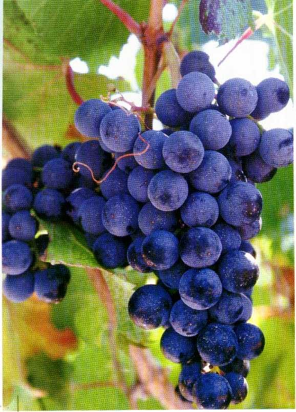 El valle de Neiba apuesta a sus uvas, vinos y mermeladas. | EL FUTUTO