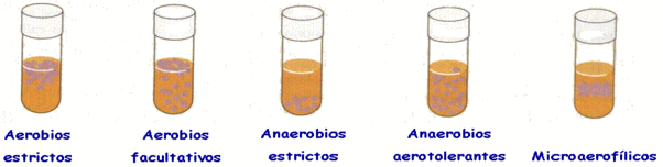 Microbiologia a origem da vida: CRESCIMENTO MICROBIANO