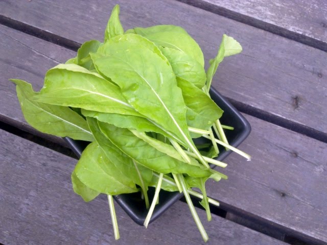 Growing vegetables with Ms Green Fingers: Rocket rocks!