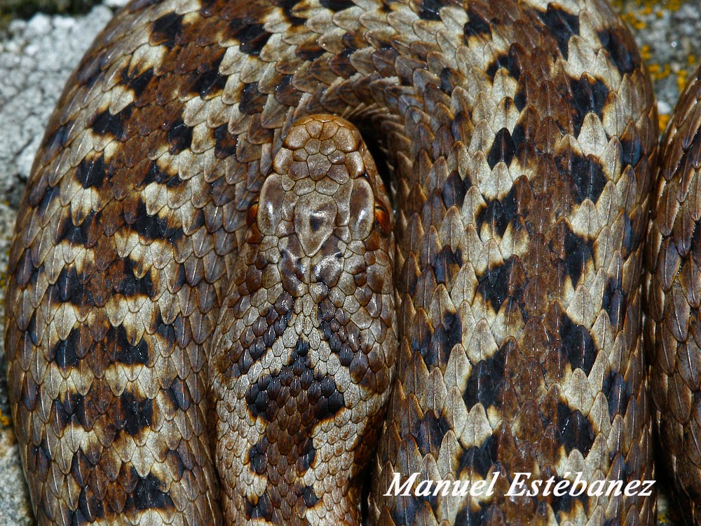 Miradas Cantábricas: Víbora de Seoane o cantábrica (Vipera seoanei ...
