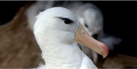Albatross Facts I