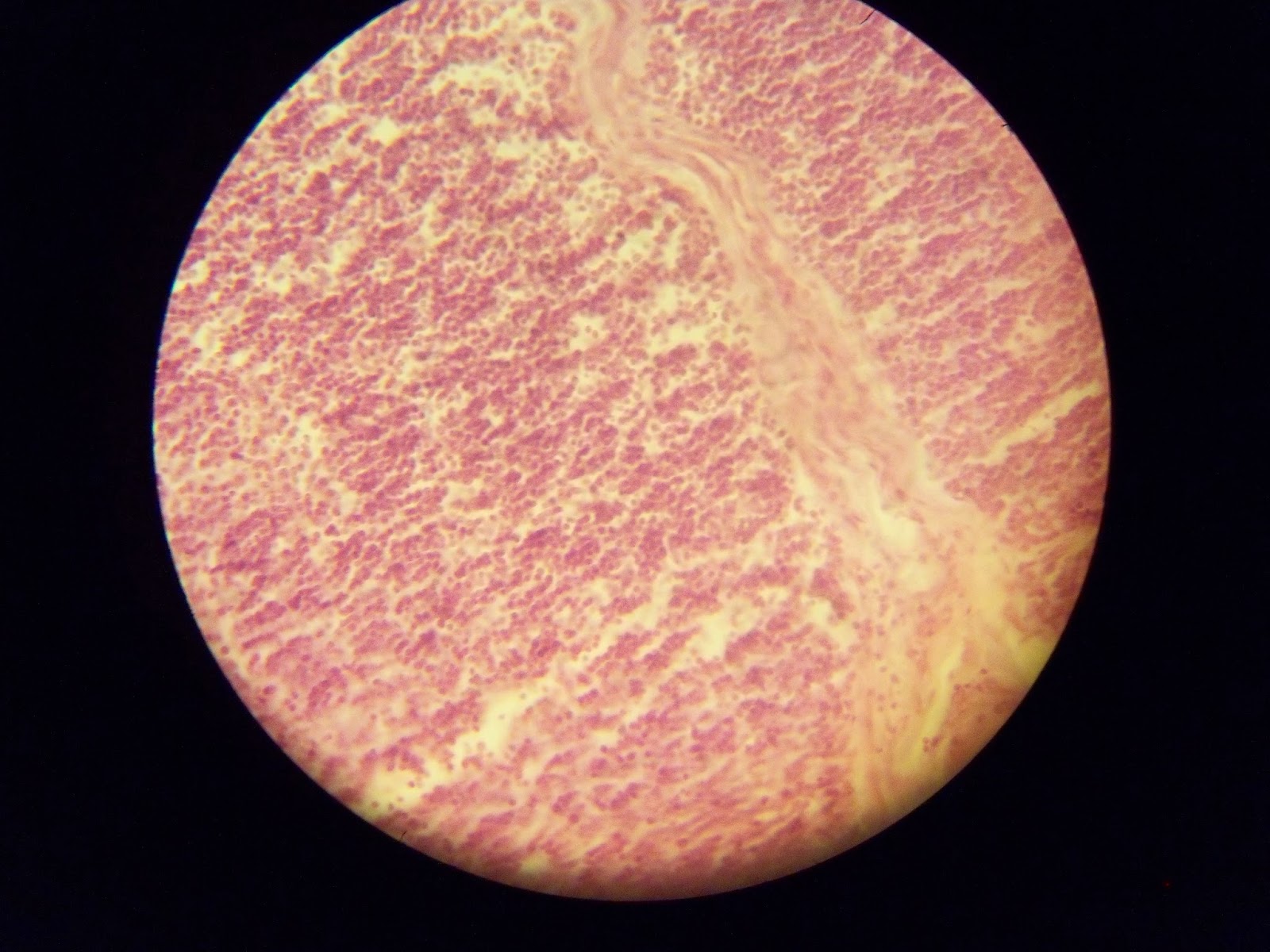 Stud-dent la Facultatea de Medicina Victor Papilian: Histologie - LP