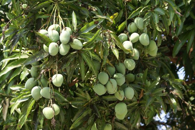 Trees Planet: Mangifera indica - Mango Tree