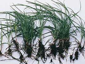 Herba & Tumbuhan: Khasiat Rumput Teki Untuk Kesihatan