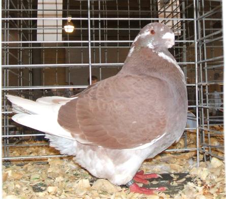 Voiajor uriaş american | Rase-de-Porumbei-ro