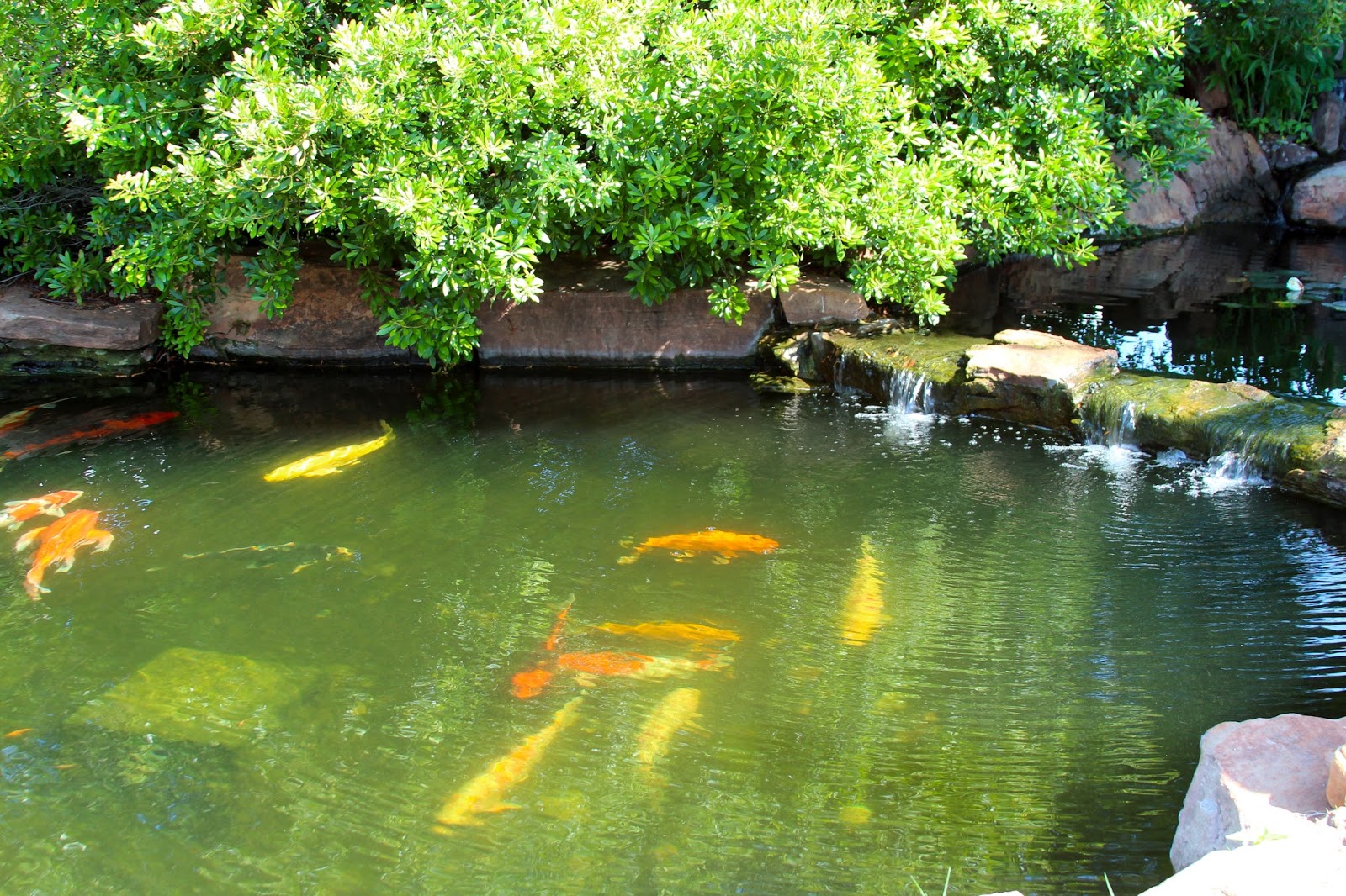 Rainbow Magic Sparkle Butterfly : My View on the 2013 Dallas Water ...