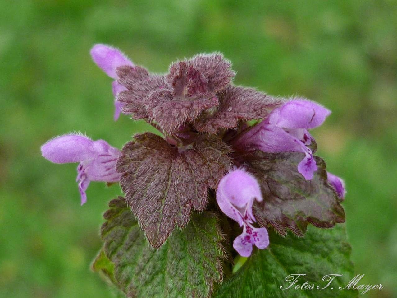 Flores y plantas silvestres: " Lamium purpureum ". Ortiga roja, Lamio ...