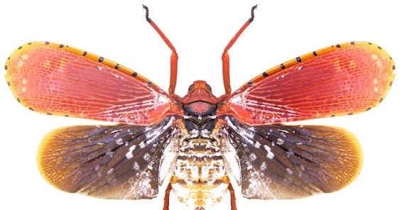 spesielt: Aphaena dissimilis