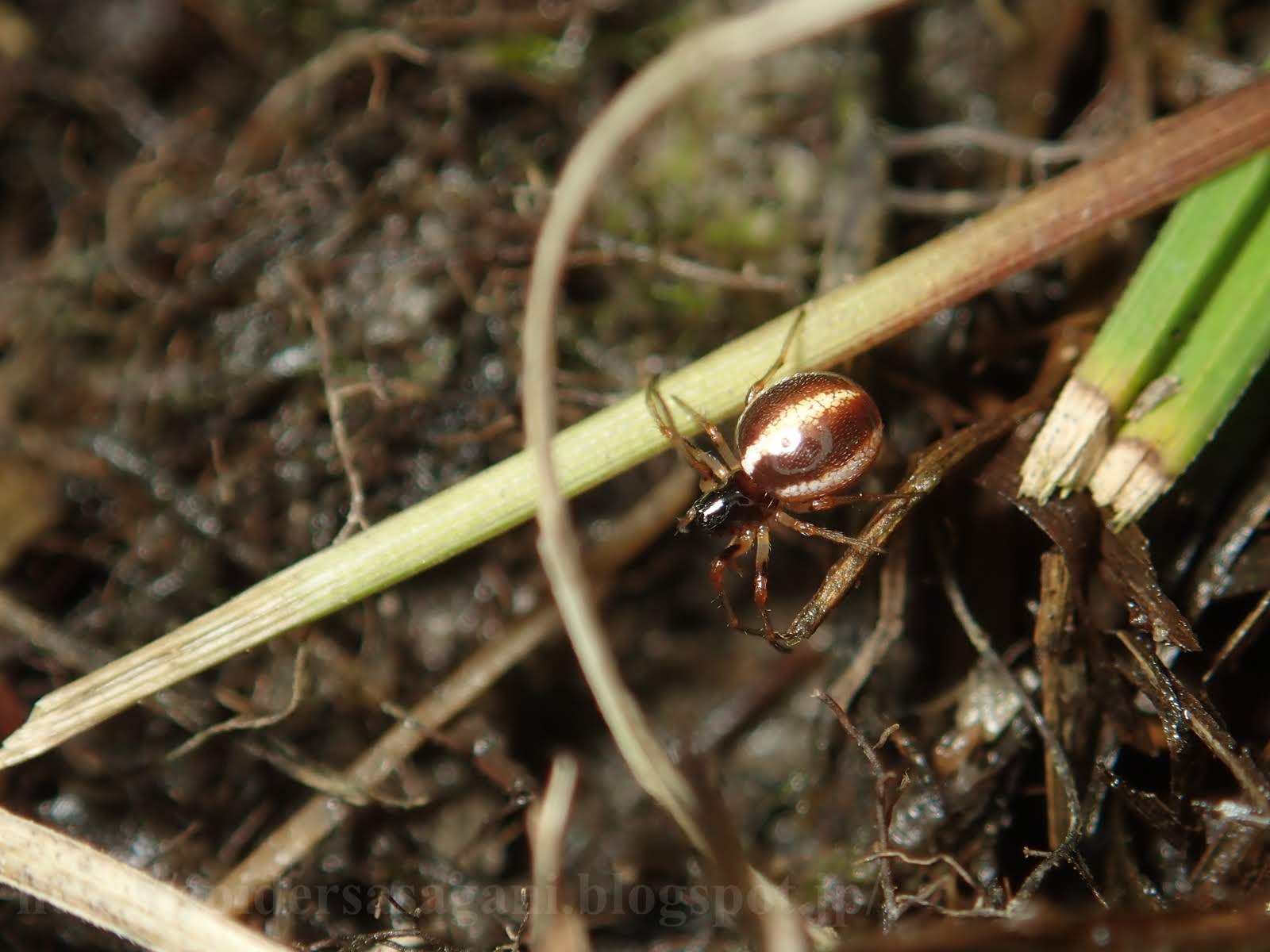 細蟹屋: Araneidae コガネグモ科