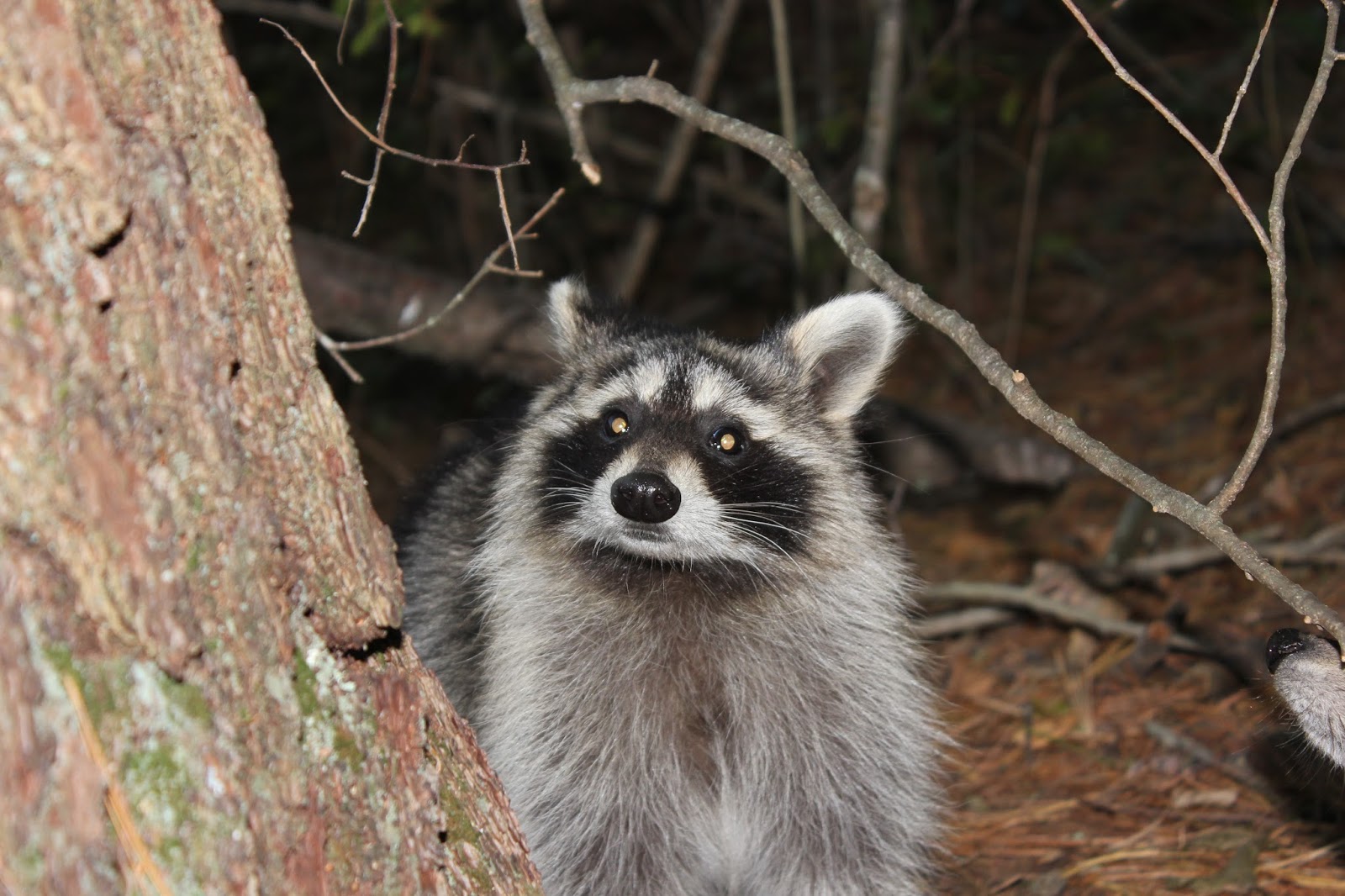 The Laughing Raccoon