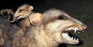 Mural da Biologia - UCS: A CAPACIDADE REPRODUTIVA DO GAMBÁ