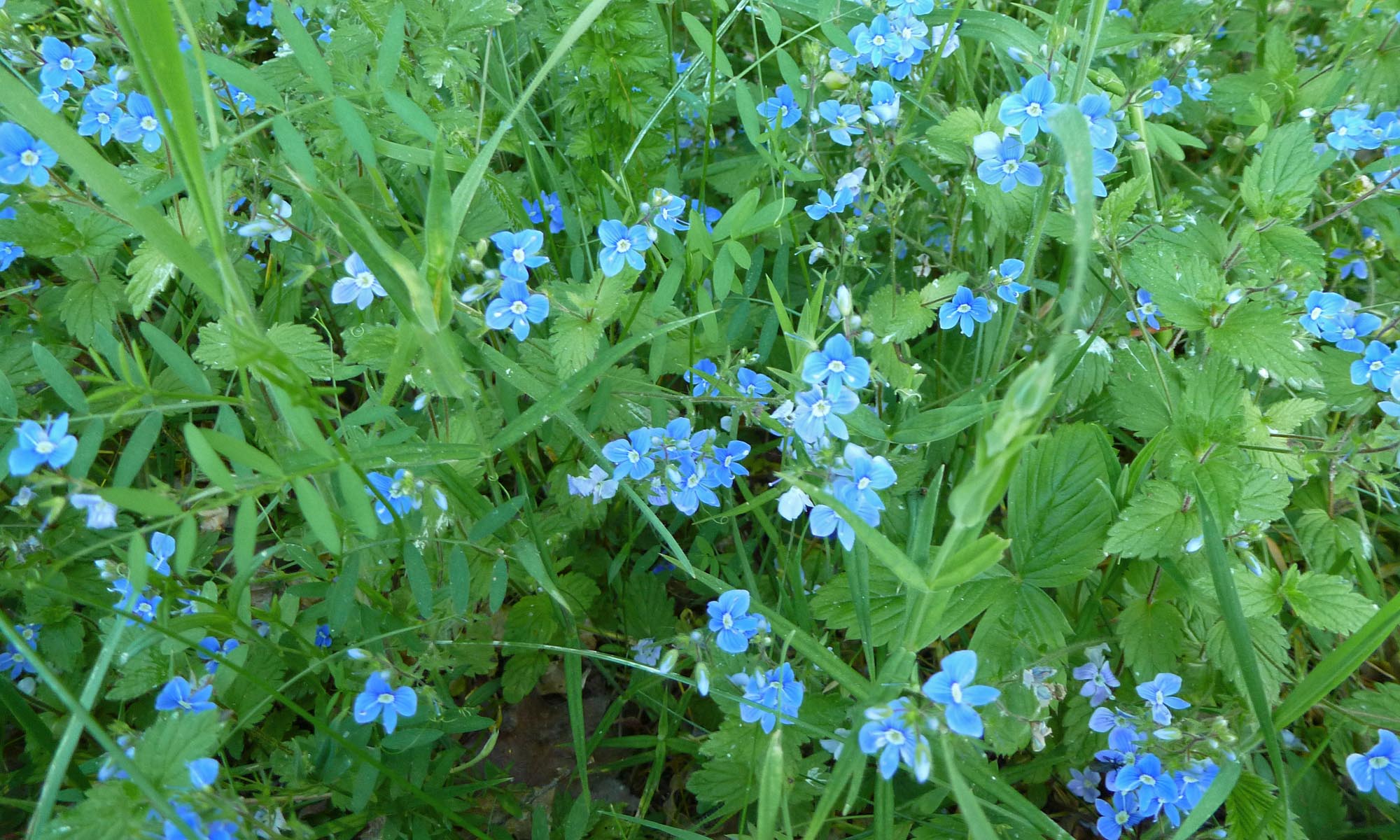 Living the life in Saint-Aignan: Fleurs sauvages