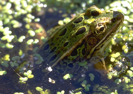 Leopard Frog
