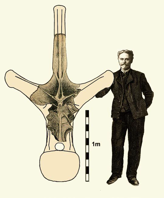 Sciency Thoughts: Maraapunisaurus fragillimus: Edward Drinker Cope’s ...