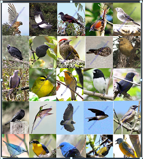 Aves ecuatorianas...: Visita nuestra diversidad de Aves ecuatorianas!!!