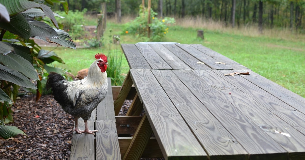 Our Neck of the Woods: Feathered Friend Friday: Rooster Antics