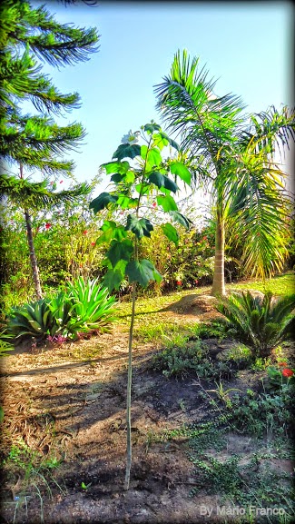 Meu Cantinho Verde: ROSA-LOUCA, CONFEDERATE-ROSE - ( Hibiscus mutabilis)