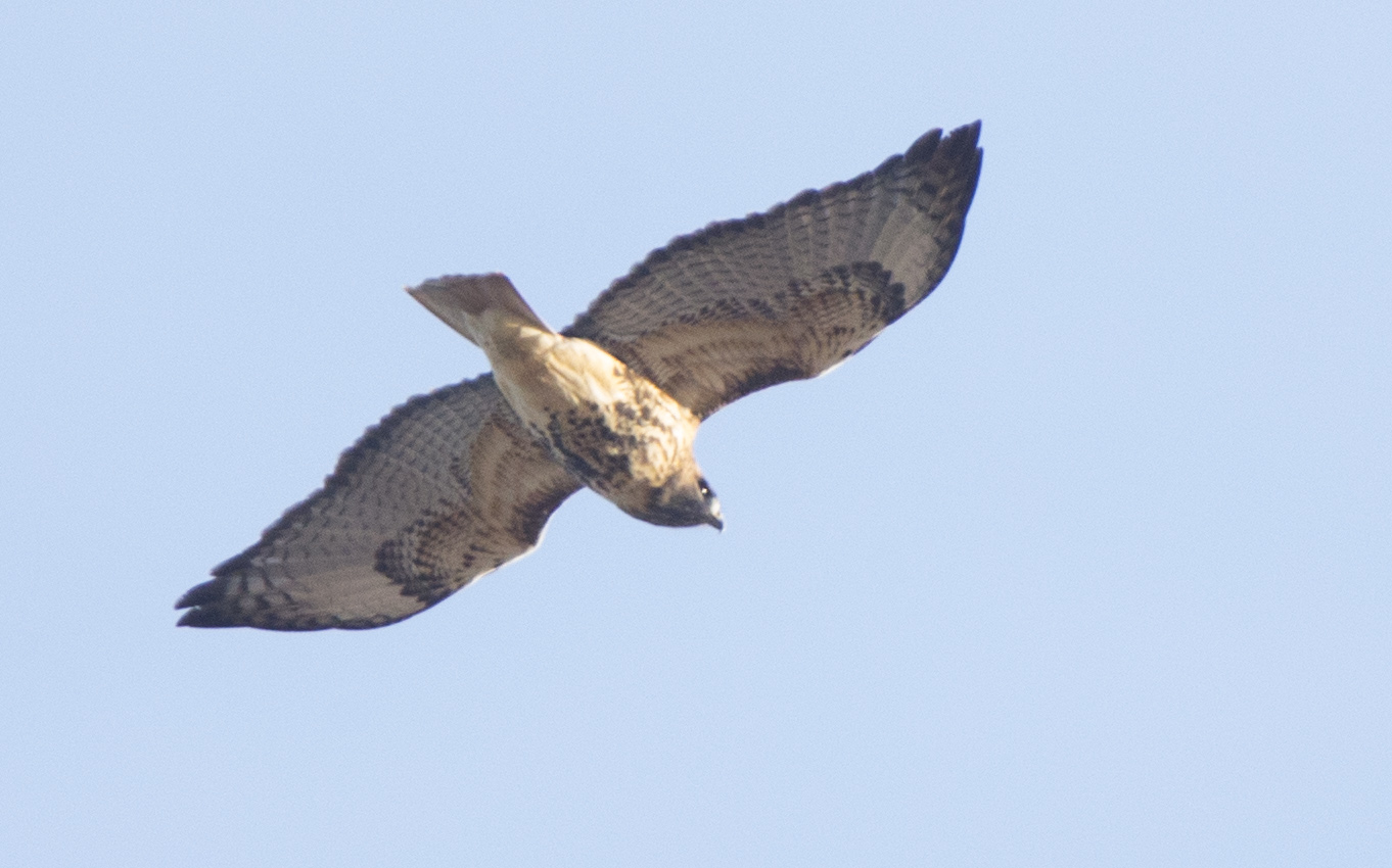 PeregrinePrints not dot com ... Blog: "Light Morph" "Westernnn" "Red ...