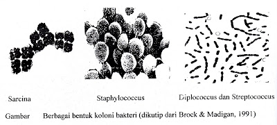 Cara hidupnya bakteri umumnya adalah heterotrof, sebagai saprofit atau ...