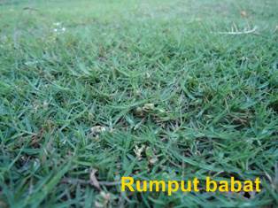 TUKANG TAMAN MURAH DI CIRENDEU