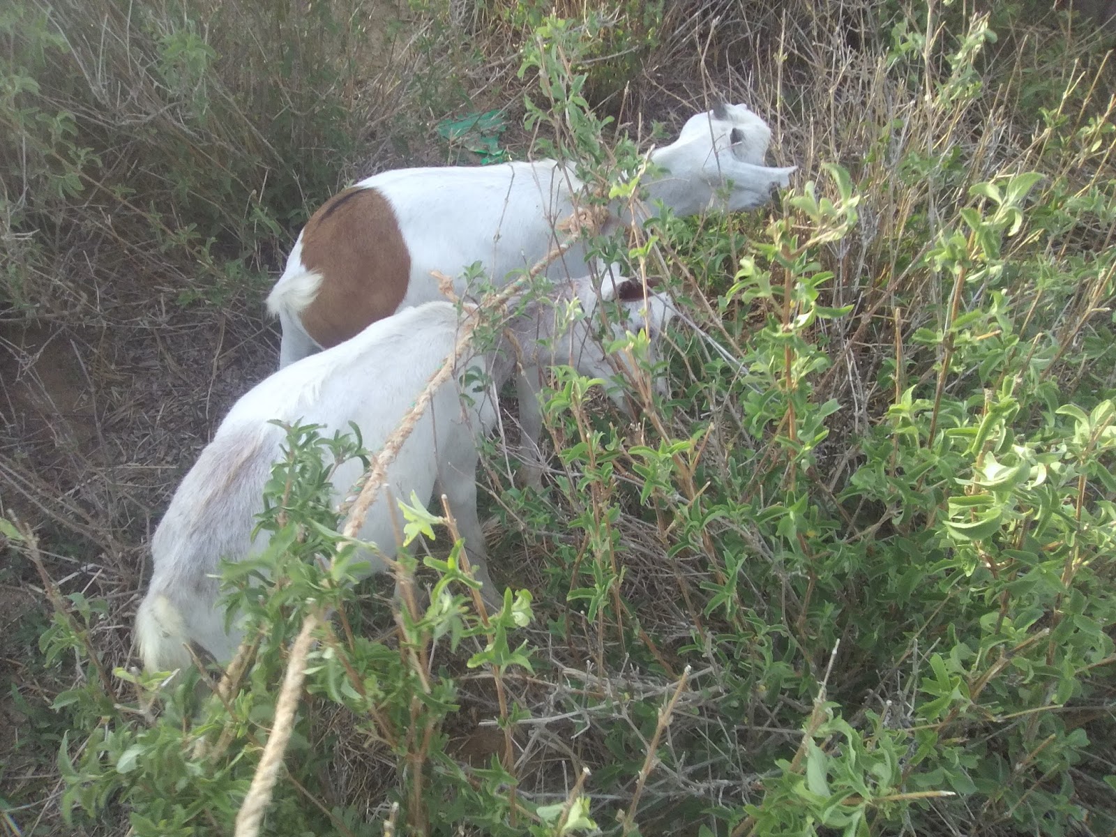 UFUGAJI WA MBUZI / KONDOO - CYPRIANO ANIMAL FARMS