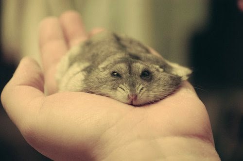 Plantão Hamster: Como manusear o hamster