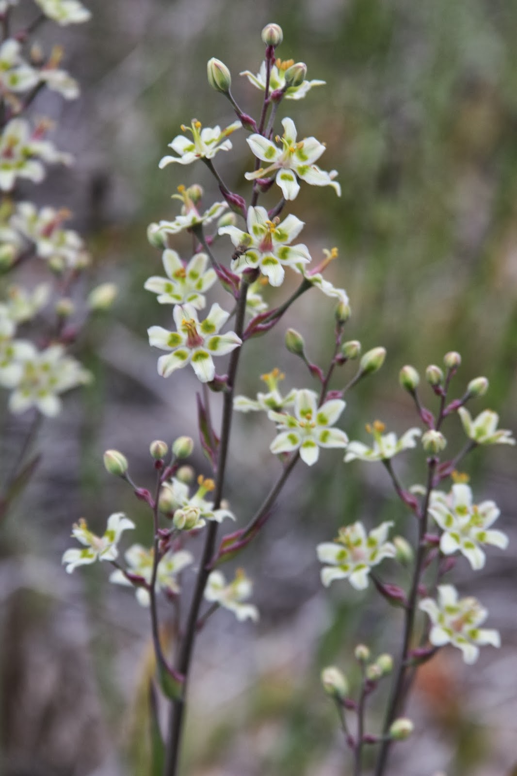 Isabella Conservation District Environmental Education Program: Native ...