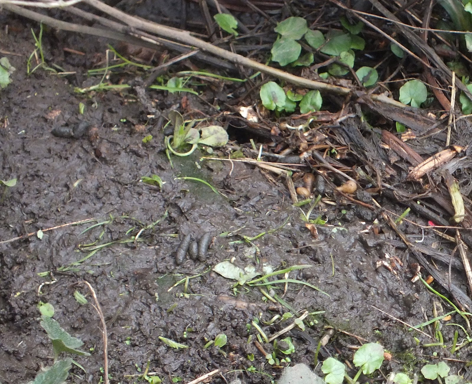 About a Brook: Not for the Squeamish - Life and Death at Greenfields