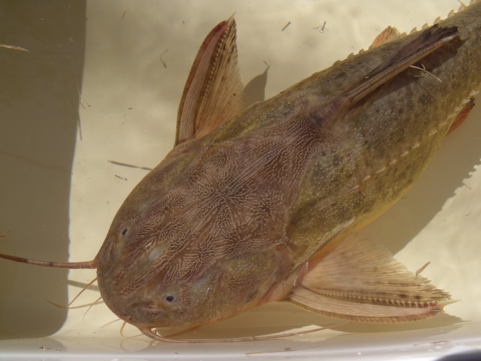 NATURALEZA Y CULTURA: El Armado