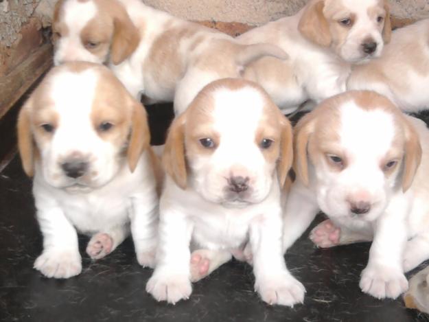 maiickk: beagle limon