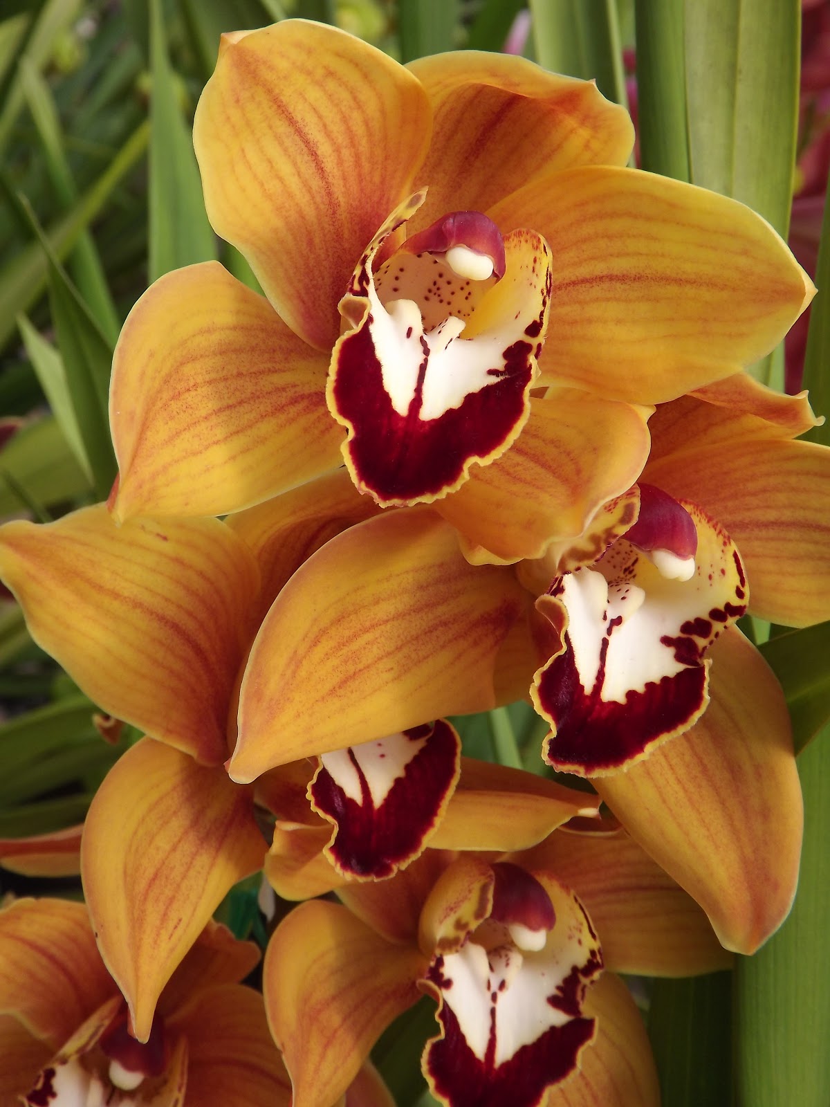 My Orchids Journal: My late flowering cymbidiums