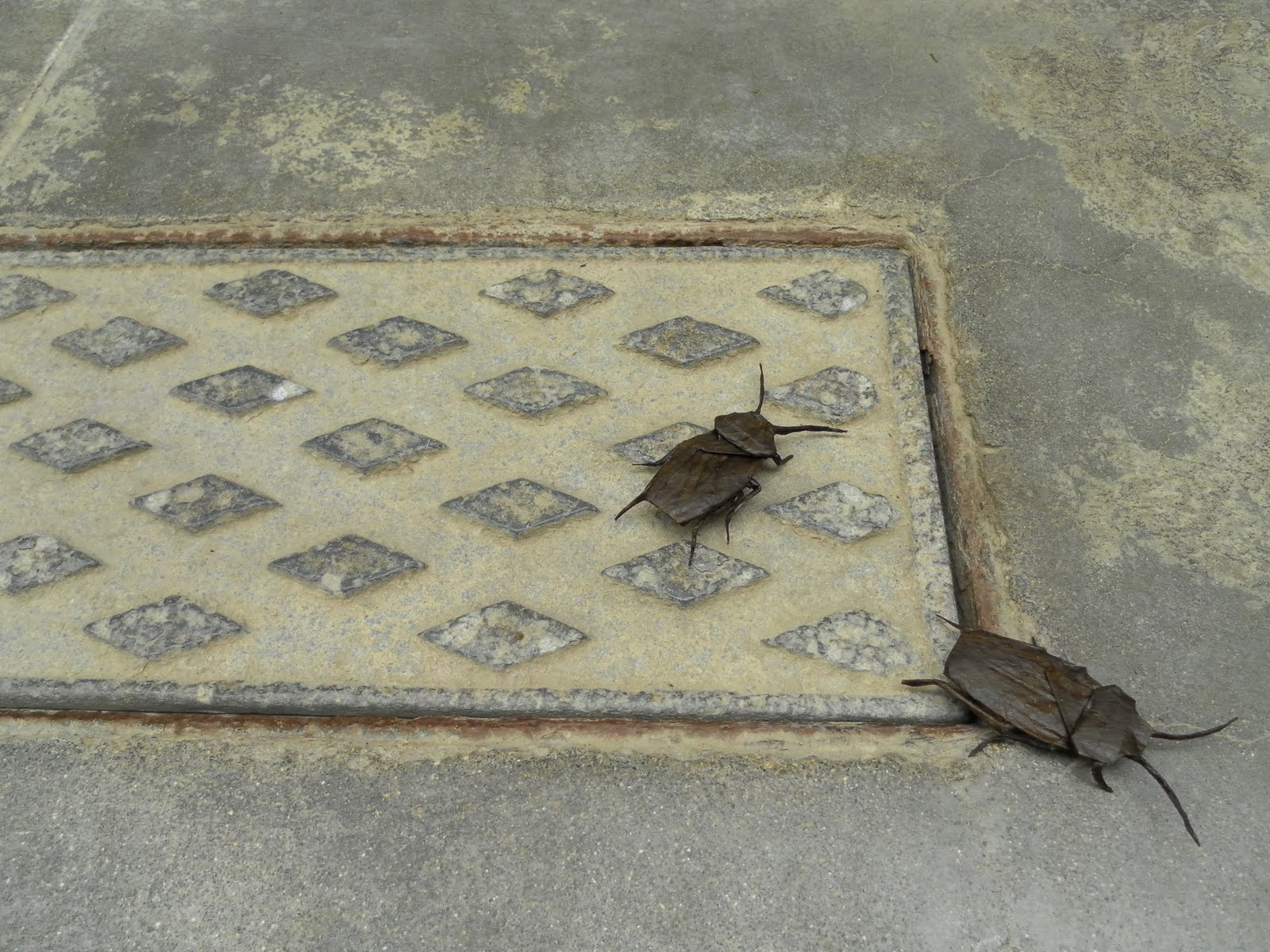 Mariano-Mi mundo el Origami: Cockroach (Cucaracha)