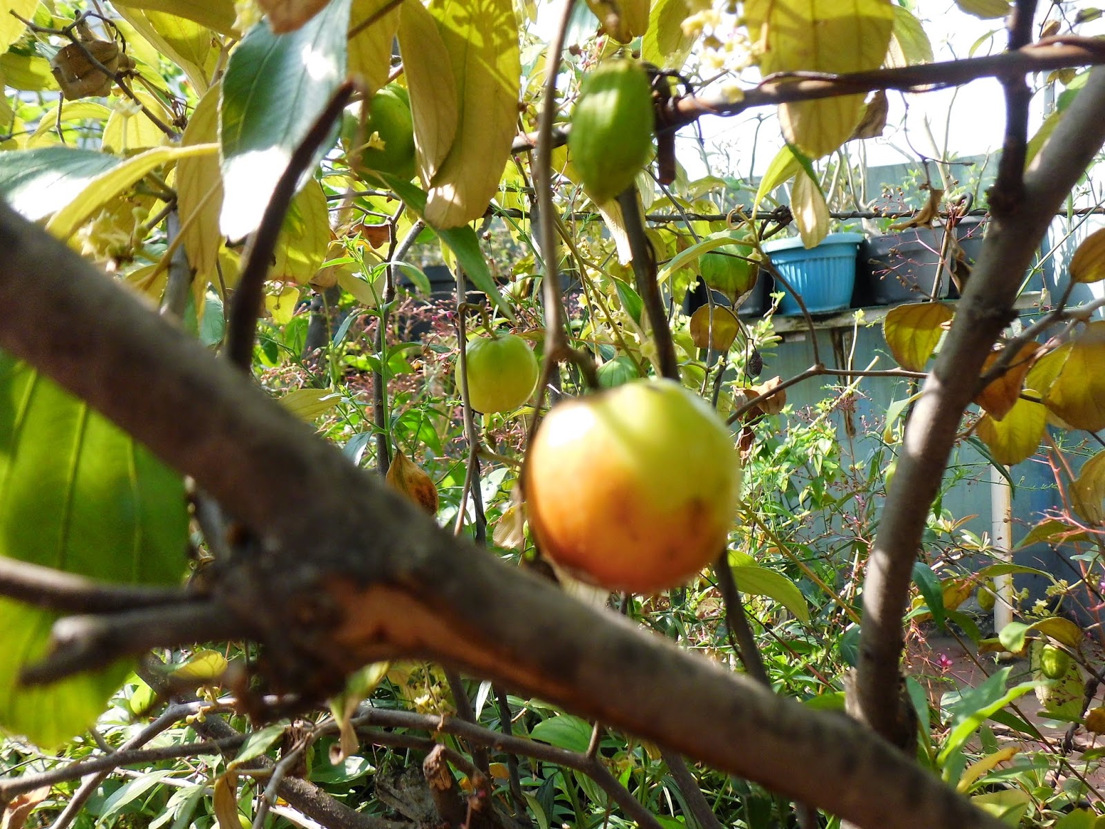 Putsa ( Ziziphus Mauritiana Lam)