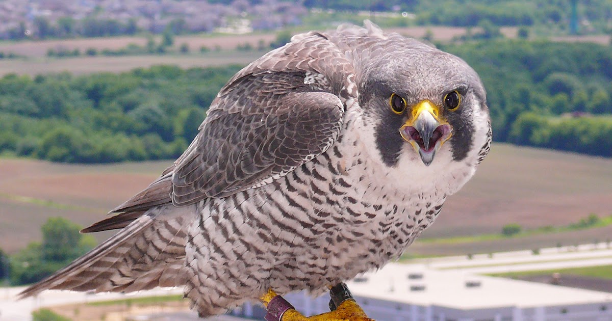 We Energies News: Helping endangered peregrine falcons