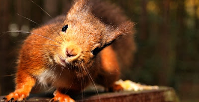 WHERE TO FIND RED SQUIRRELS |The Garden of Eaden