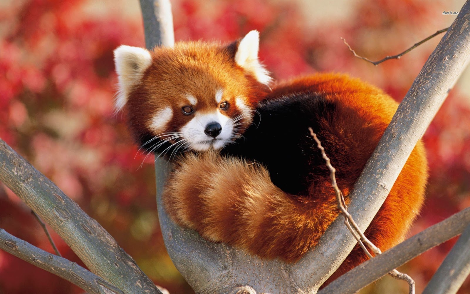 Red Panda | Earth Blog