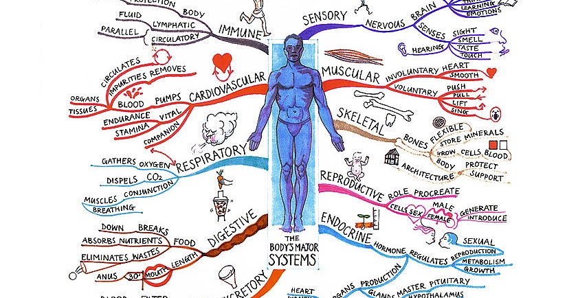 Study and revise with Mind Maps