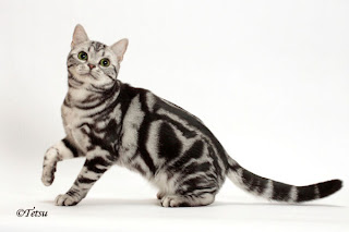 Diary of a Mad Pet Enthusiast: Breed of the Day: American Shorthair