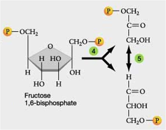 World of Biochemistry (blog about biochemistry): Glycolysis (reactions ...