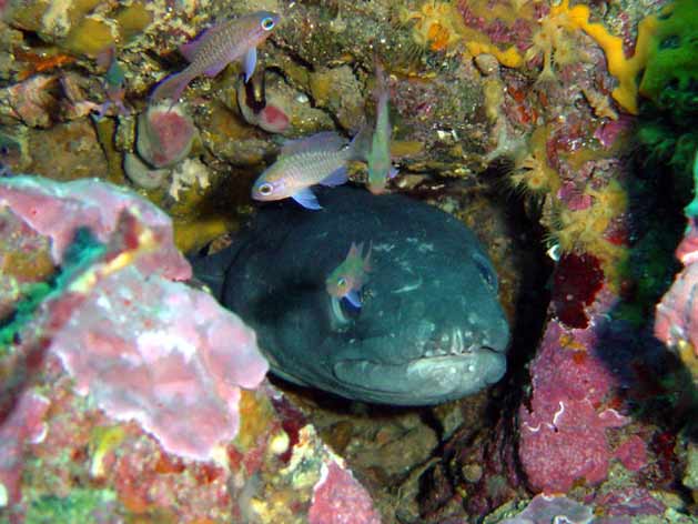 Teorias evolutivas: CONGRIO NEGRO