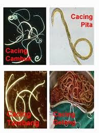 Cara mengatasi cacingan ~ Cara Menyembuhkan Cacingan