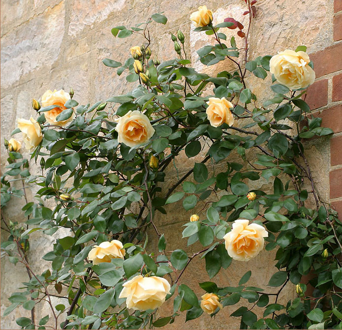 BUNGA MAWAR (Rosa Sp) | Tentang Tumbuhan