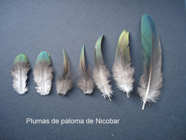 Arte y Moscas de Salmón: Plumas para montaje de moscas de salmón:(Palomas)