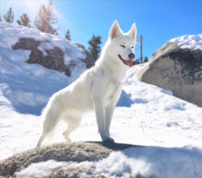 Siberian husky "Freya" - My Interests