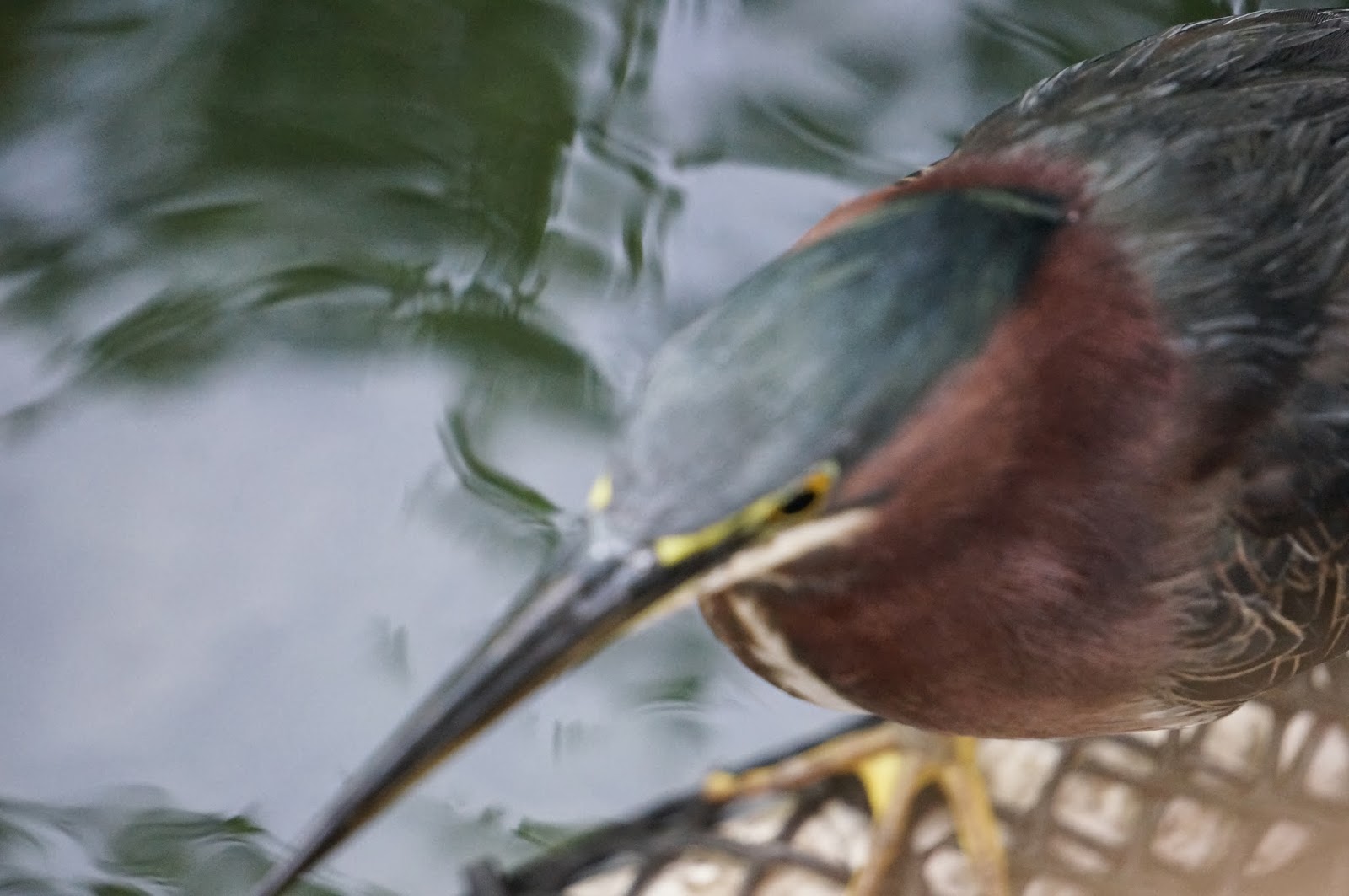 Robbin Neff Photography